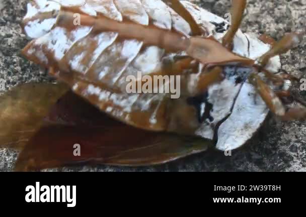 Ground bugs Stock Videos & Footage - HD and 4K Video Clips - Alamy
