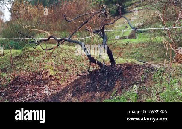 Burnt charred tree twisted Stock Videos & Footage - HD and 4K Video ...