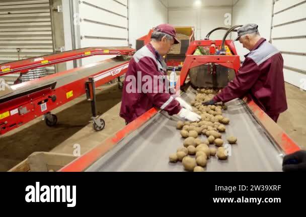 CHERKASY, UKRAINE, APRIL 28, 2020: workers monitor quality of potatoes ...
