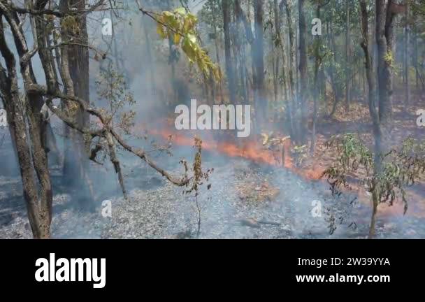 Climate crisis. Big Flame in national park while dry season ...