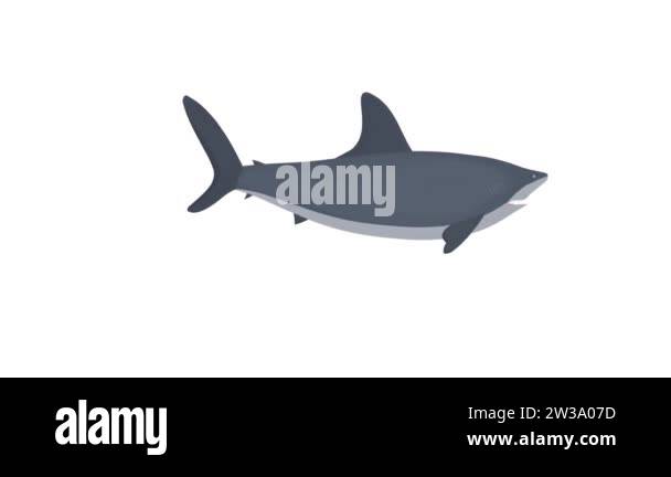 Shark eat fish Stock Videos & Footage - HD and 4K Video Clips - Alamy