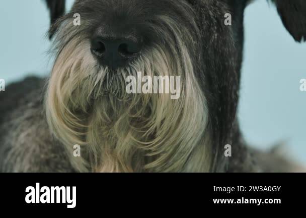 Close up standard schnauzer Stock Videos & Footage - HD and 4K Video ...
