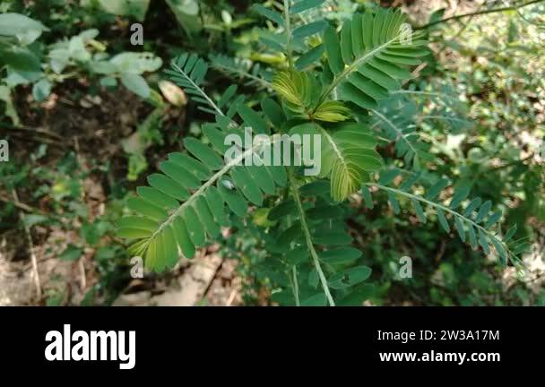 Phyllanthus urinaria (meniran, chamber bitter, gripeweed, shatterstone ...