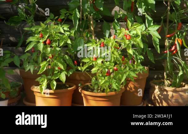 Chilly plants Stock Videos & Footage - HD and 4K Video Clips - Alamy