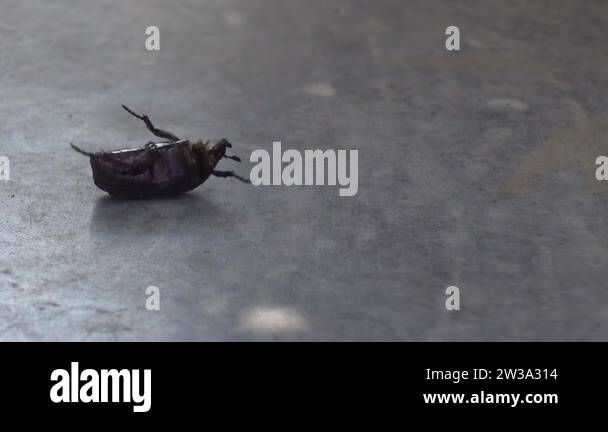 No to insects Stock Videos & Footage - HD and 4K Video Clips - Alamy
