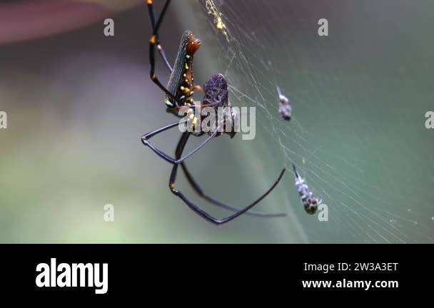 4K nature wildlife footage of spider wrapping an insect that has just ...