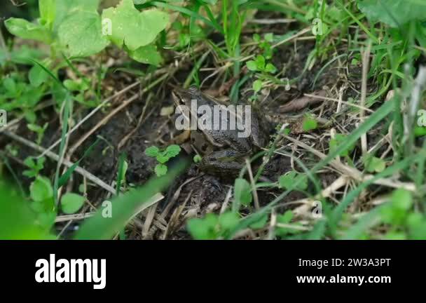 Wild animals jumping Stock Videos & Footage - HD and 4K Video Clips - Alamy