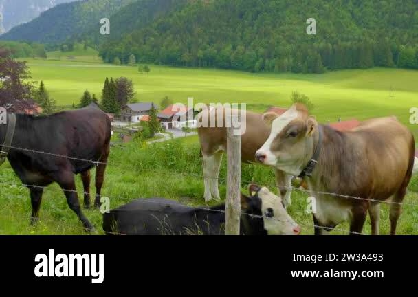 Austrian cattle Stock Videos & Footage - HD and 4K Video Clips - Alamy