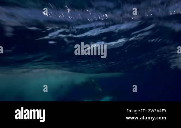 Swimming with humpback whales Stock Videos & Footage - HD and 4K Video ...
