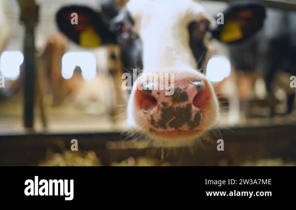 Cow's muzzle and nose close-up. Black and white head of the cow in the ...