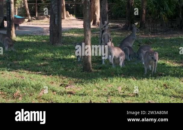 Zoo park animals Stock Videos & Footage - HD and 4K Video Clips - Alamy