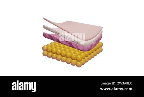 Stylized 3d rendering animation of the anatomy of the skin layers ...
