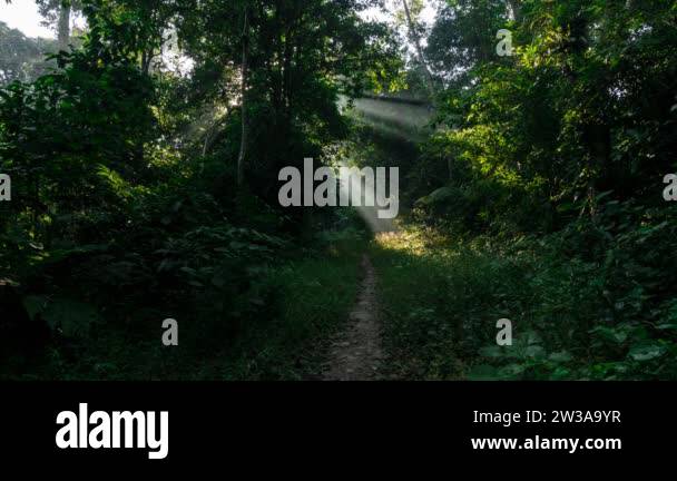 Forest of assam Stock Videos & Footage - HD and 4K Video Clips - Alamy