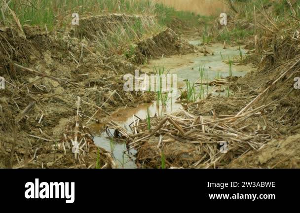 Drought river stream wetland, swamp creek rivulet drying up soil water ...