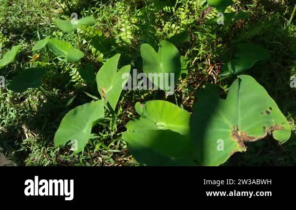 close up Taro leaves (Colocasia esculenta, talas) with natural ...