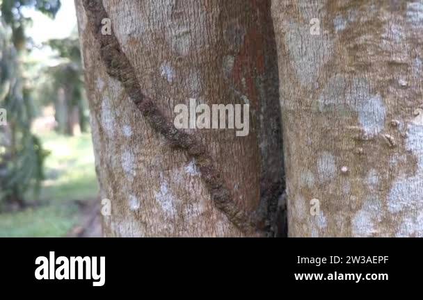 Termite infestation tree Stock Videos & Footage - HD and 4K Video Clips ...