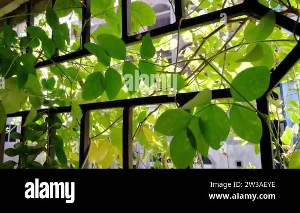 Asian coin plant in the jungle, medicinal tree, homeopathy, herbal ...