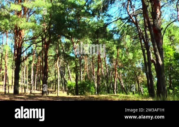 Shadows of light in a forest Stock Videos & Footage - HD and 4K Video ...