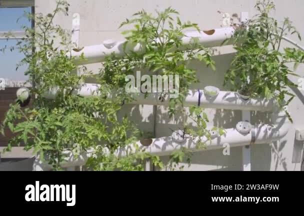 Hydroponic system with pipes and plants growing on a city rooftop Stock ...