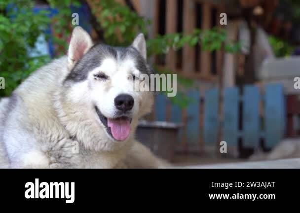 Funny happy siberian husky Stock Videos & Footage - HD and 4K Video ...