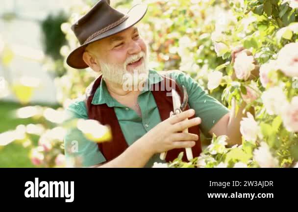 Man rose garden Stock Videos & Footage - HD and 4K Video Clips - Alamy