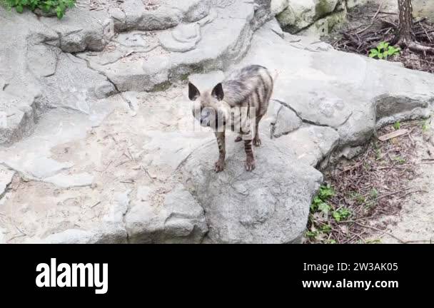 Close-up striped hyena at the zoo. A representative of the hyena family ...