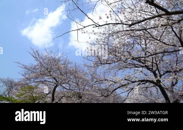 4k b-roll cinematic footage of Tokyo National Park during spring cherry ...