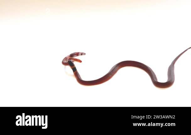 Redback Stock Videos & Footage - HD and 4K Video Clips - Alamy