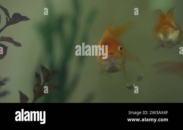 Goldfish in an aquarium wide open mouth emotion surprise Stock Video ...