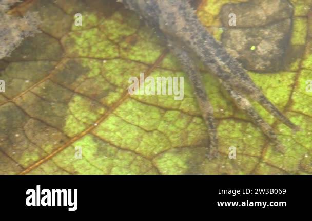 close up video of Suriname Toad frog skin, Pipa pipa in water ...