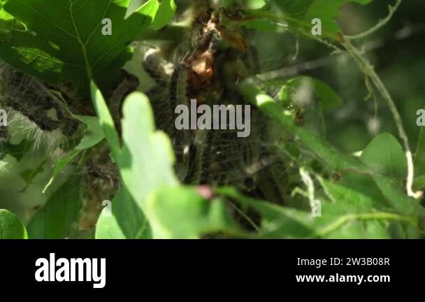 Oak Trees infested with larvae caterpillars. Toxic caterpillar ...