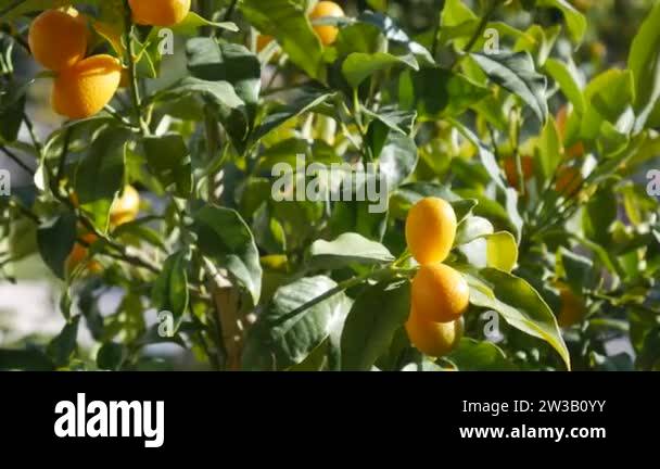 Ripe fruits kumquat tree Stock Videos & Footage - HD and 4K Video Clips ...