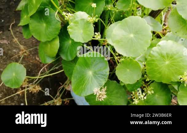 Asian coin plant in the jungle, medicinal tree, homeopathy, herbal ...