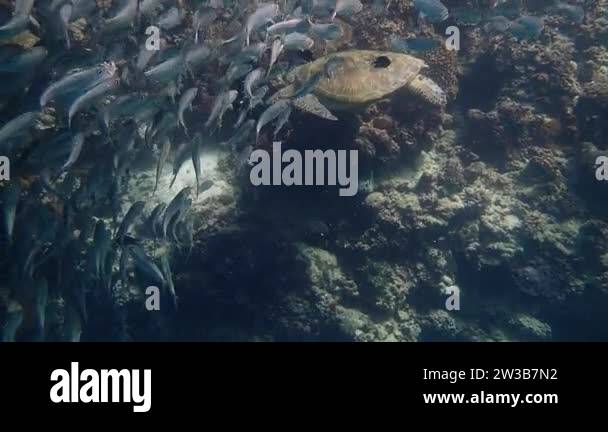Green sea turtle (chelonia mydas) swims gracefully in the shallow reef ...