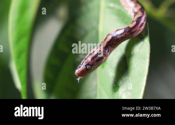 Boa constrictor mouth open Stock Videos & Footage - HD and 4K Video ...