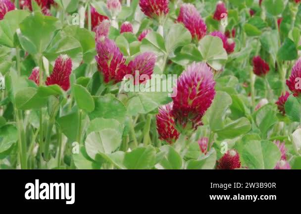 Field of Crimson clover flowers closeup at windy spring day. Erosion ...