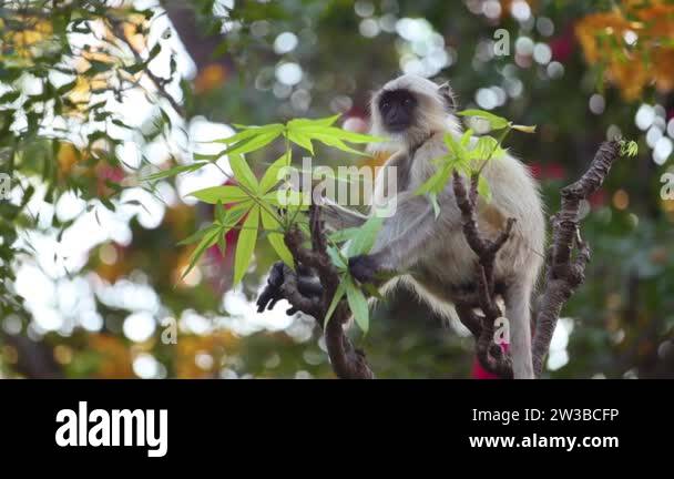 Gray langur (Semnopithecus), also called Hanuman langur is a genus of ...