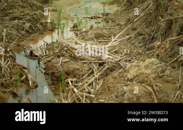 Drought river stream wetland, swamp creek rivulet drying up soil water ...