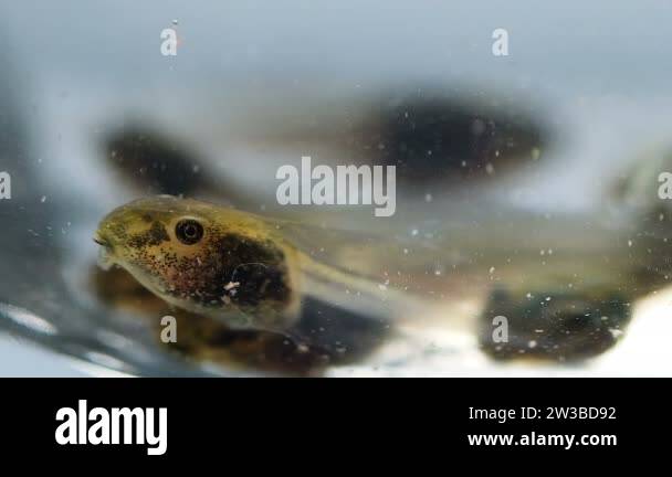 Tadpole life stage Stock Videos & Footage - HD and 4K Video Clips - Alamy