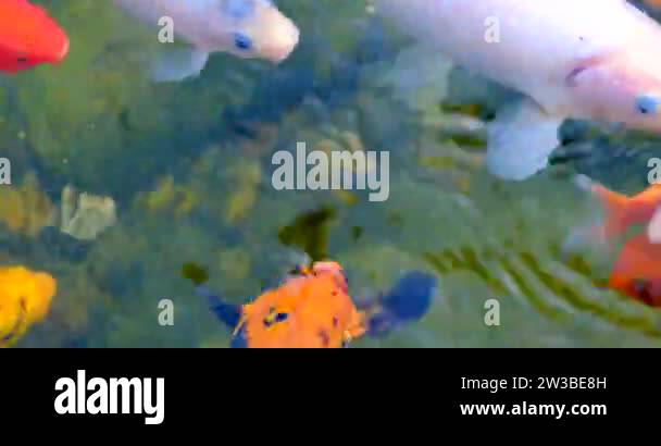 Koi fish as object of breeding in ceremonial ponds , pisciculture Stock ...