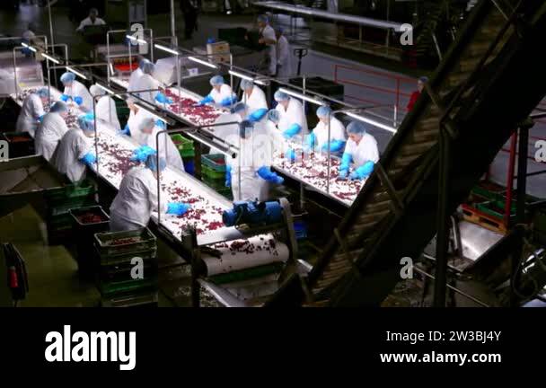 Workers food production Stock Videos & Footage - HD and 4K Video Clips ...