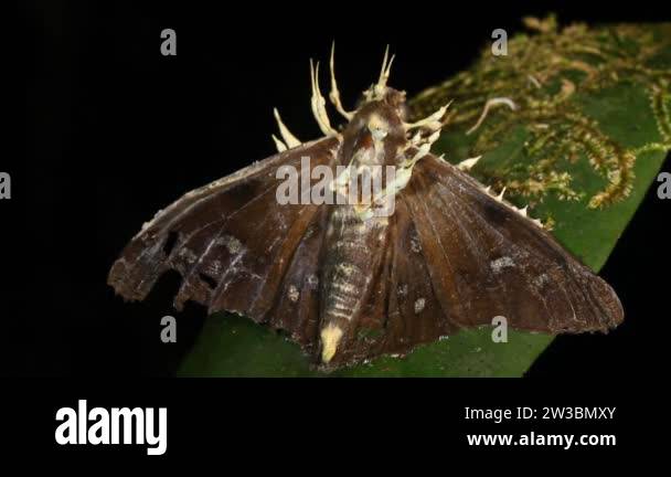 Cordyceps fungus moth Stock Videos & Footage - HD and 4K Video Clips ...