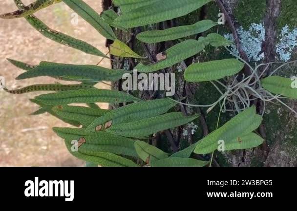 Stuck in nature Stock Videos & Footage - HD and 4K Video Clips - Alamy