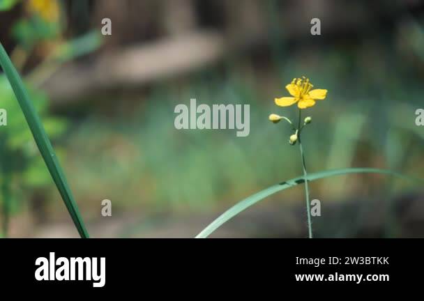 One stem flower Stock Videos & Footage - HD and 4K Video Clips - Alamy