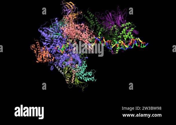 RNA polymerase I pre-initiation complex DNA opening intermediate 1 to ...