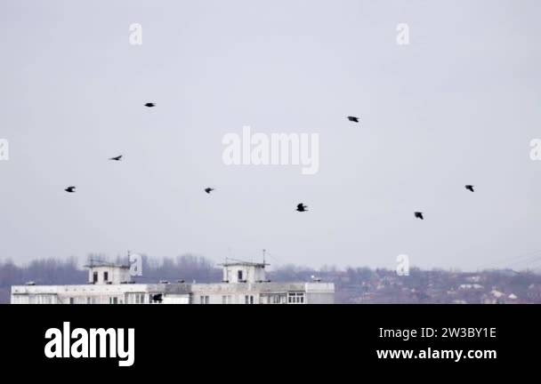 Flock of crows flying in an imperfect formation. Slow motion, Birds ... Flock of crows flying in an imperfect formation. Slow motion, Birds ...