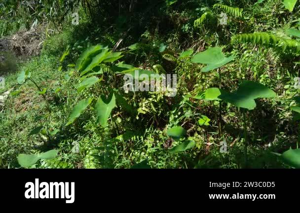 close up Taro leaves (Colocasia esculenta, talas) with natural ...