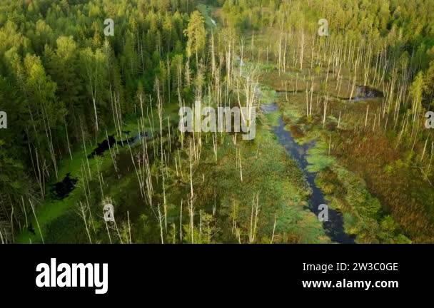 Riparian forest Stock Videos & Footage - HD and 4K Video Clips - Alamy