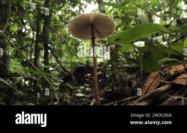 Amazon rainforest interior view Stock Videos & Footage - HD and 4K ...