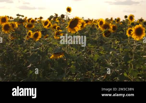 A field of yellow sunflower flowers against a background of clouds. A sunflower sways in the ...